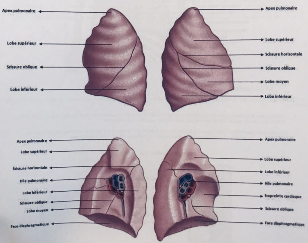 Appareil respiratoire - Prépa-Bio-Santé - Prépa Terminale Santé, Prépa ...