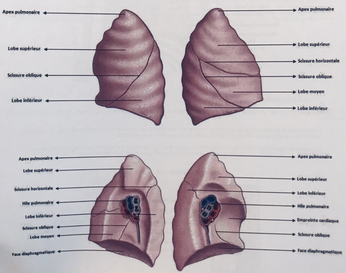 Appareil respiratoire - Prépa-Bio-Santé - Prépa Terminale Santé, Prépa ...