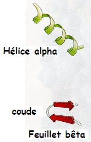 Structure des protéines : de l’acide aminé à la macromolécule - Prépa ...
